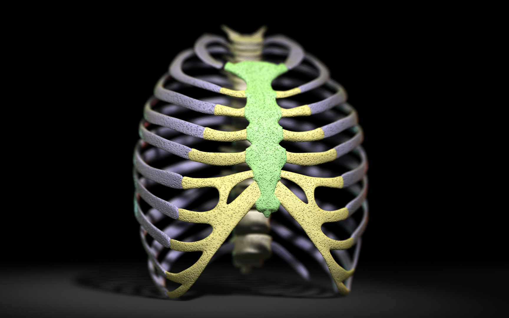 Rib Cage Scanline 3D - TurboSquid 1992498