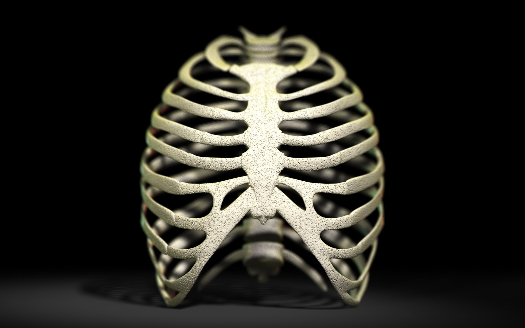 Rib Cage Scanline 3D - TurboSquid 1992498