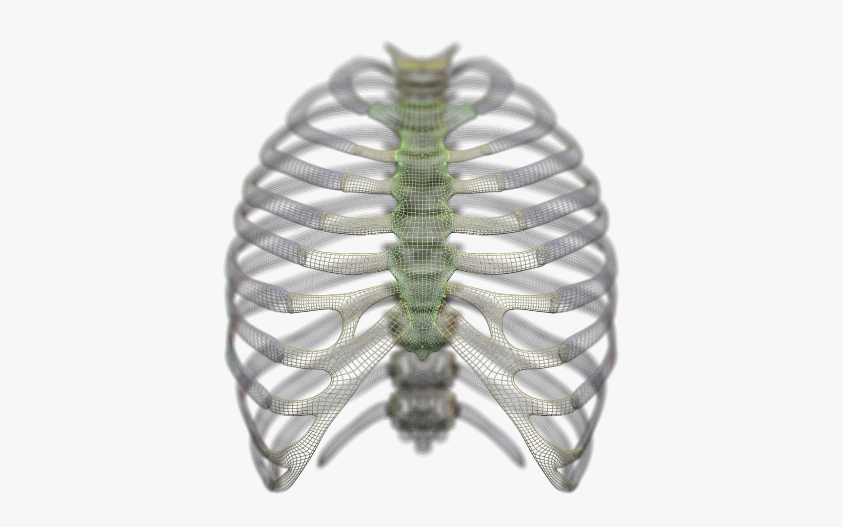 Rib Cage Scanline 3D - TurboSquid 1992498