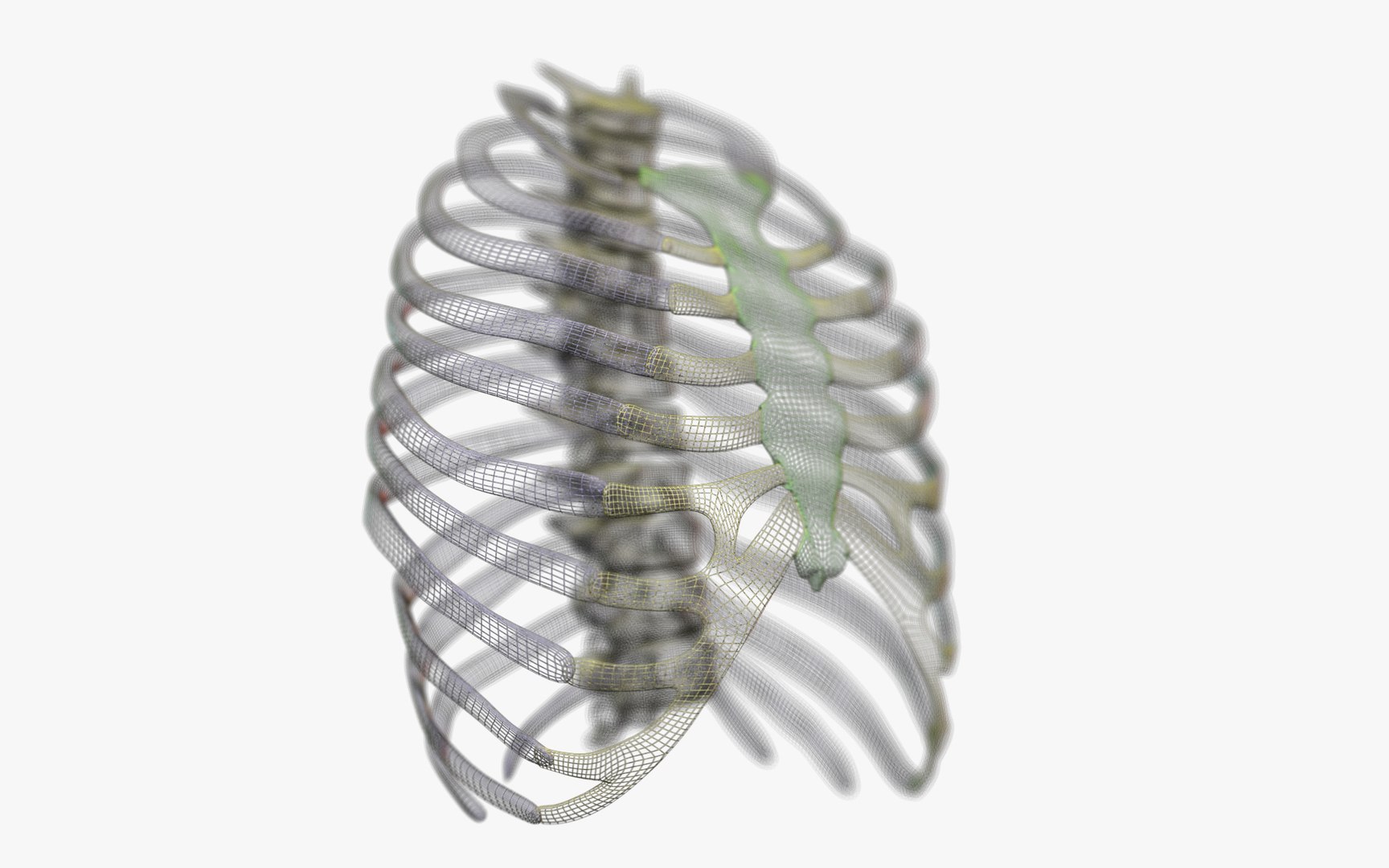 Rib Cage Scanline 3D - TurboSquid 1992498