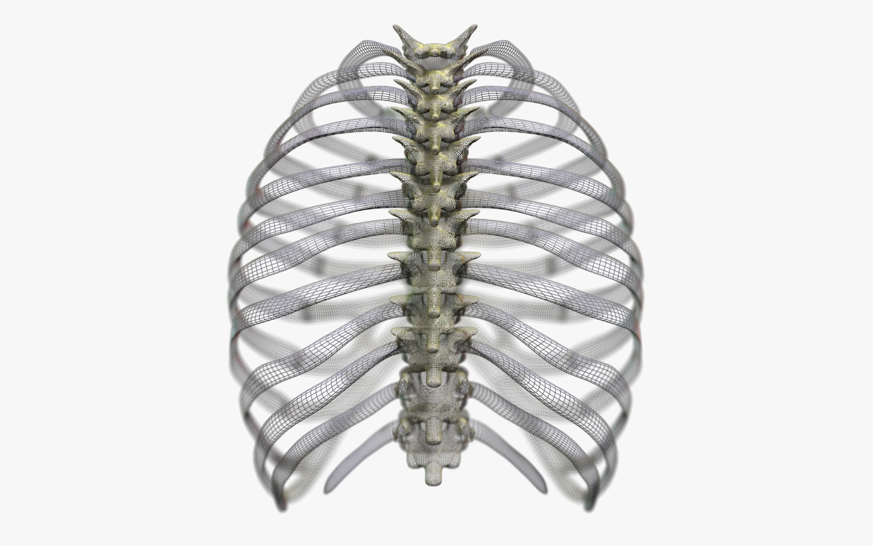 Rib Cage Scanline 3D - TurboSquid 1992498