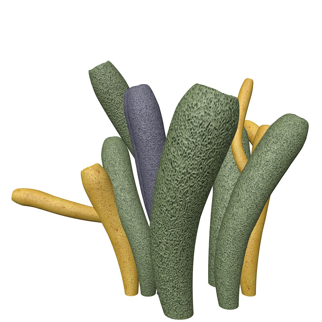 Tube Sponge Plant Collection 3D - TurboSquid 2377967