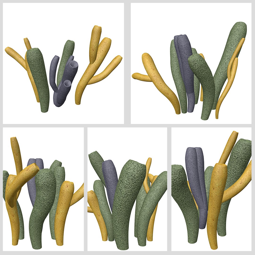 Tube Sponge Plant Collection 3D - TurboSquid 2377967