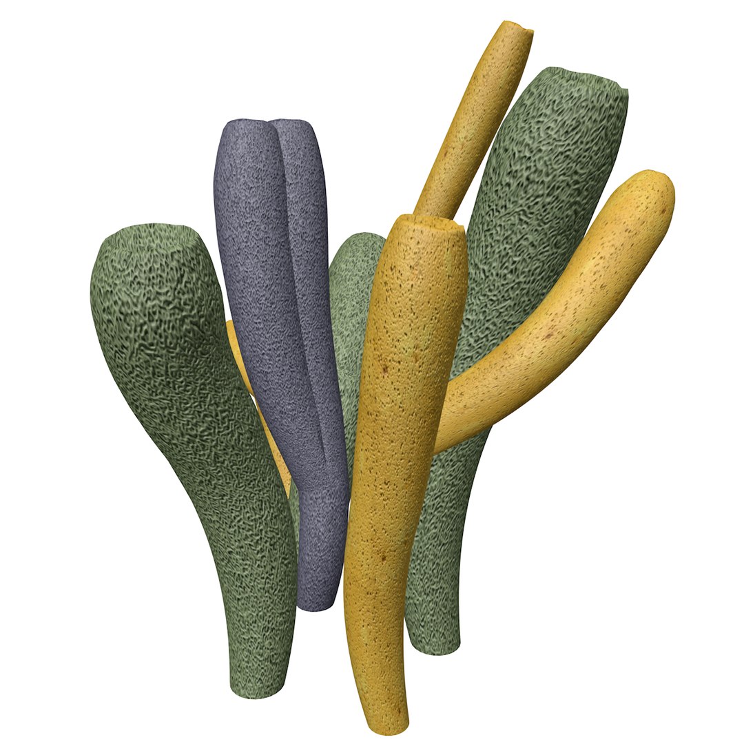 Tube Sponge Plant Collection 3D - TurboSquid 2377967