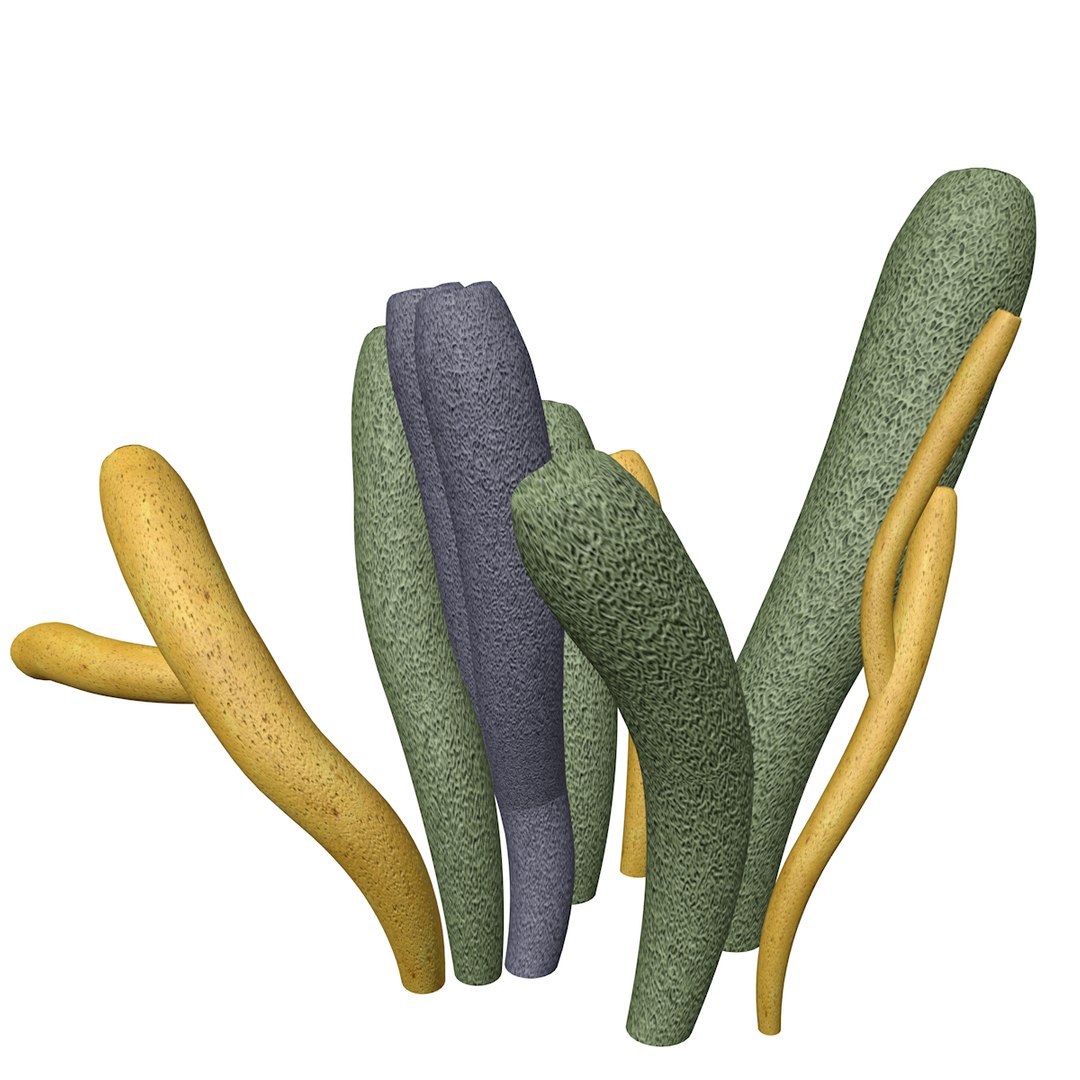 Tube Sponge Plant Collection 3D - TurboSquid 2377967