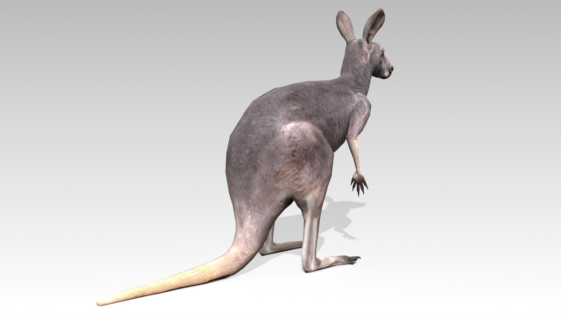 3d Kangaroo Animations Model