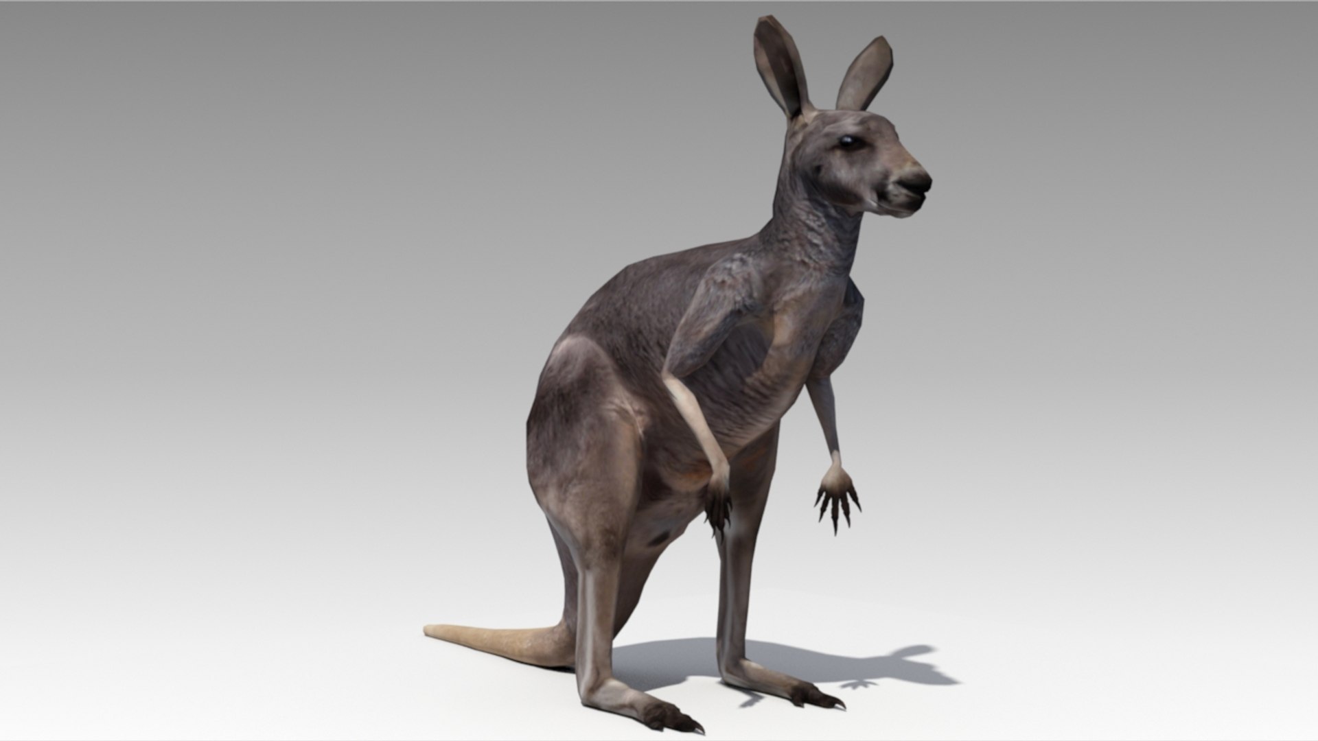3d kangaroo animations model