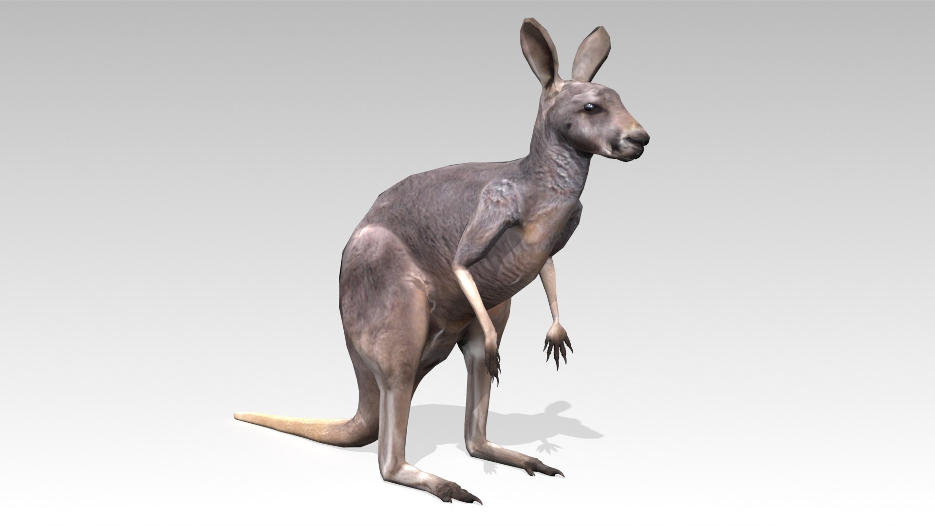 3d Kangaroo Animations Model