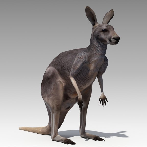 modelo 3d Canguro Animado - TurboSquid 1073768