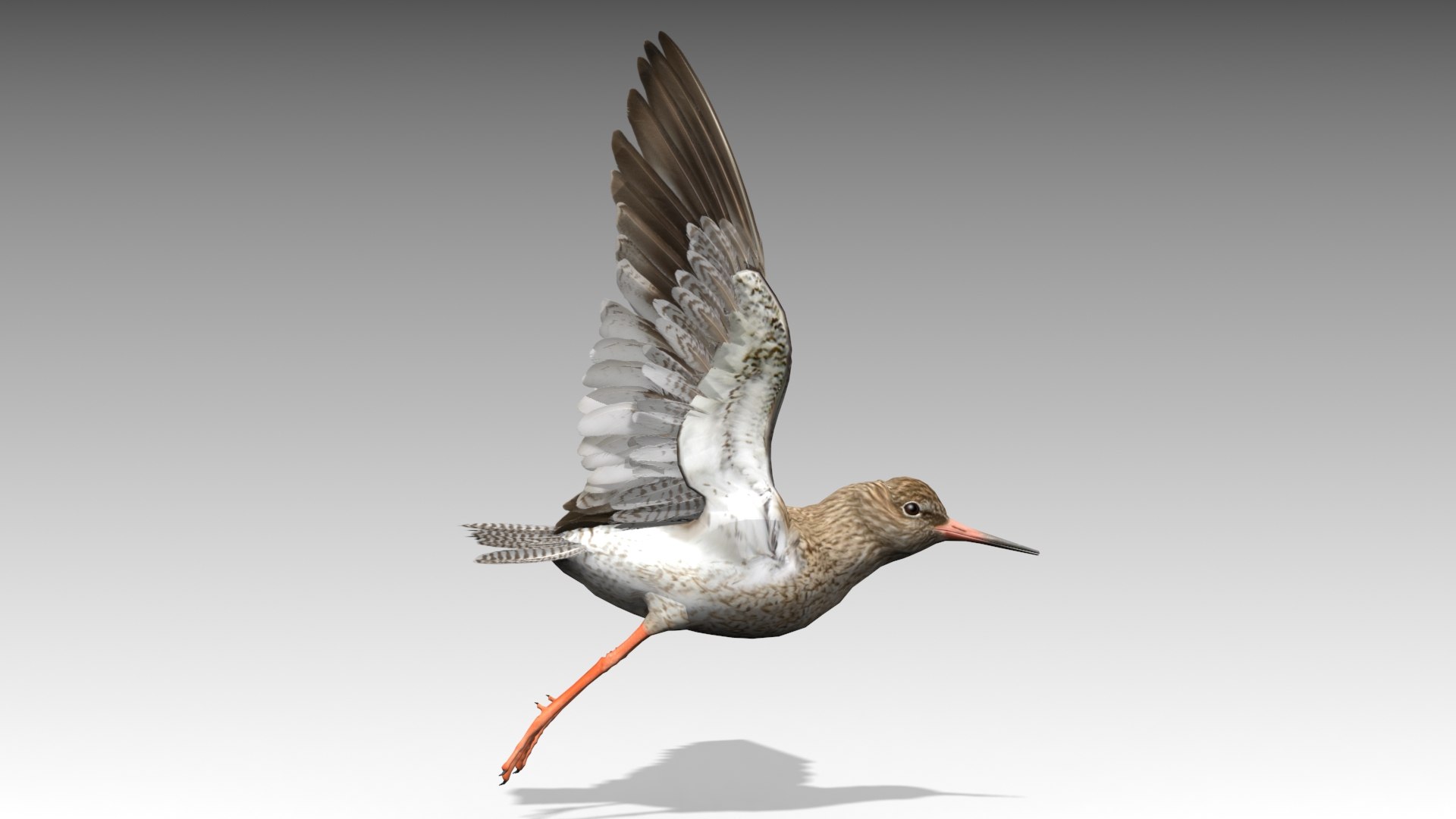 Redshank 3D Model - TurboSquid 1526289