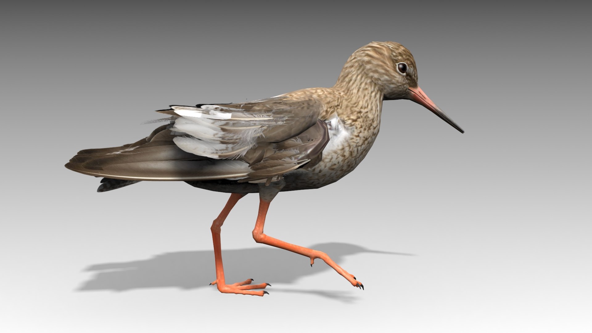 Redshank 3D Model - TurboSquid 1526289