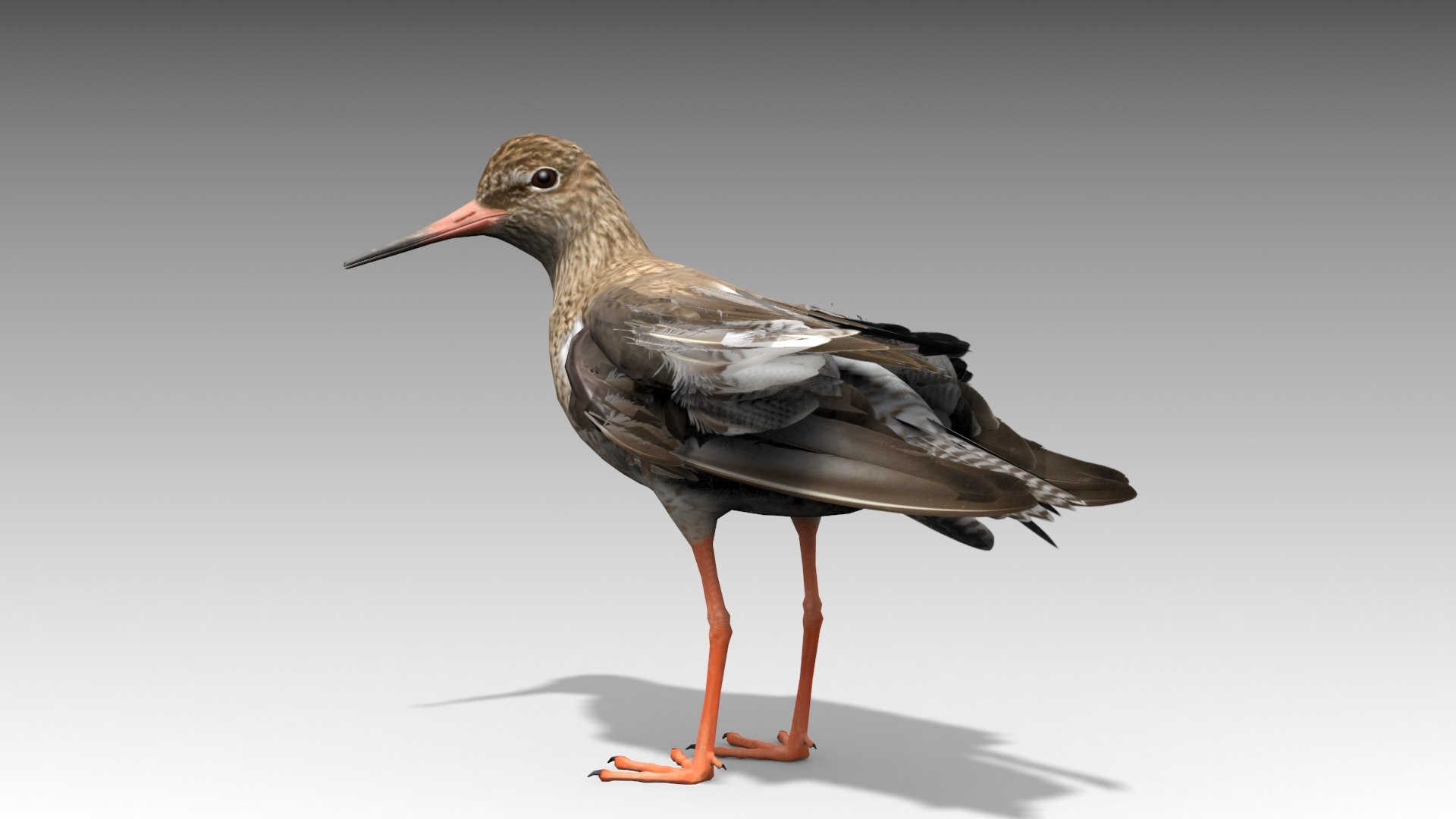 Redshank 3D Model - TurboSquid 1526289