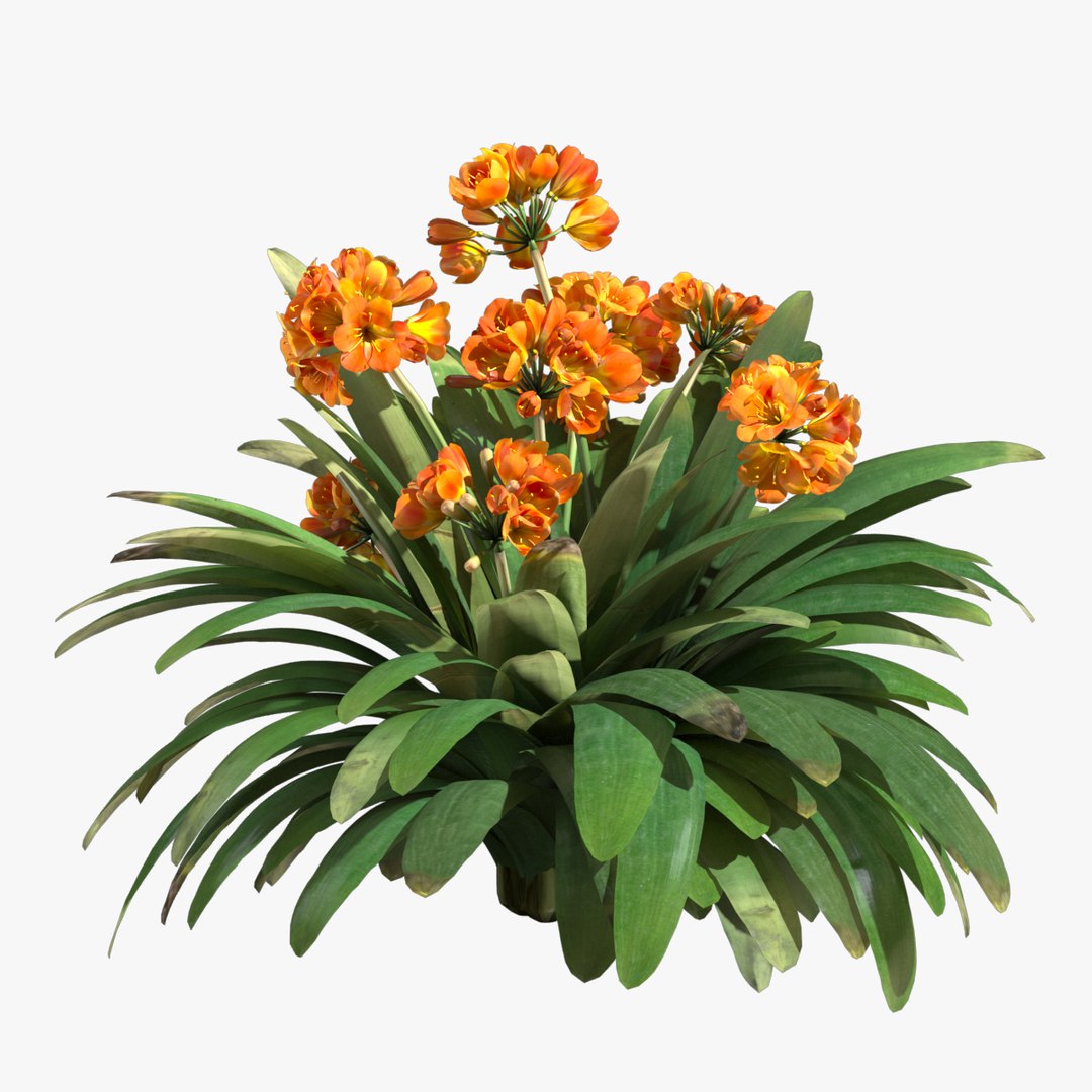 Clivia miniata 3D - TurboSquid 1901219