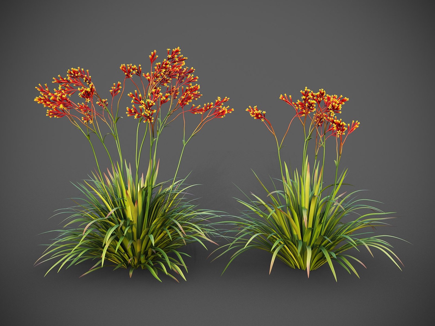 modèle 3D de XfrogPlants Anigozanthos Hybride - TurboSquid 1724749