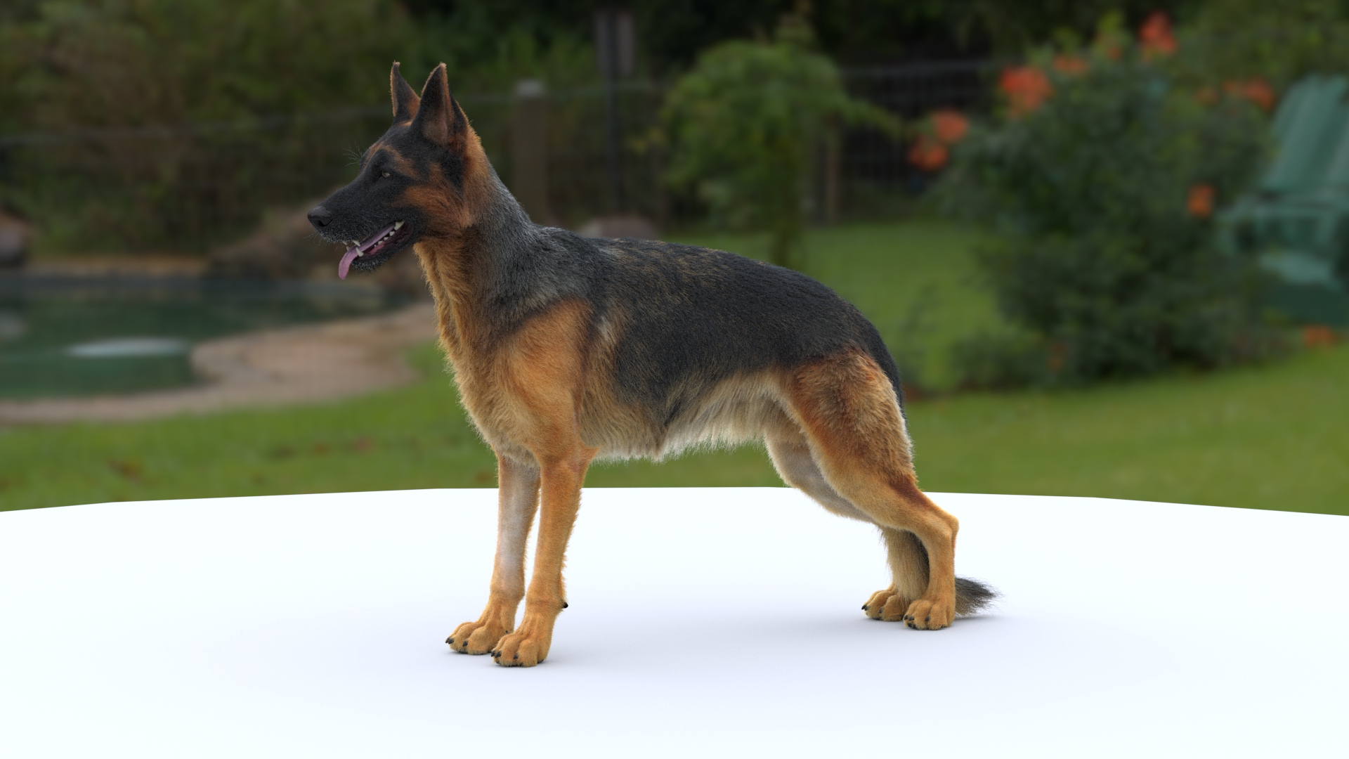 3D German Shepherd Model - TurboSquid 2236802