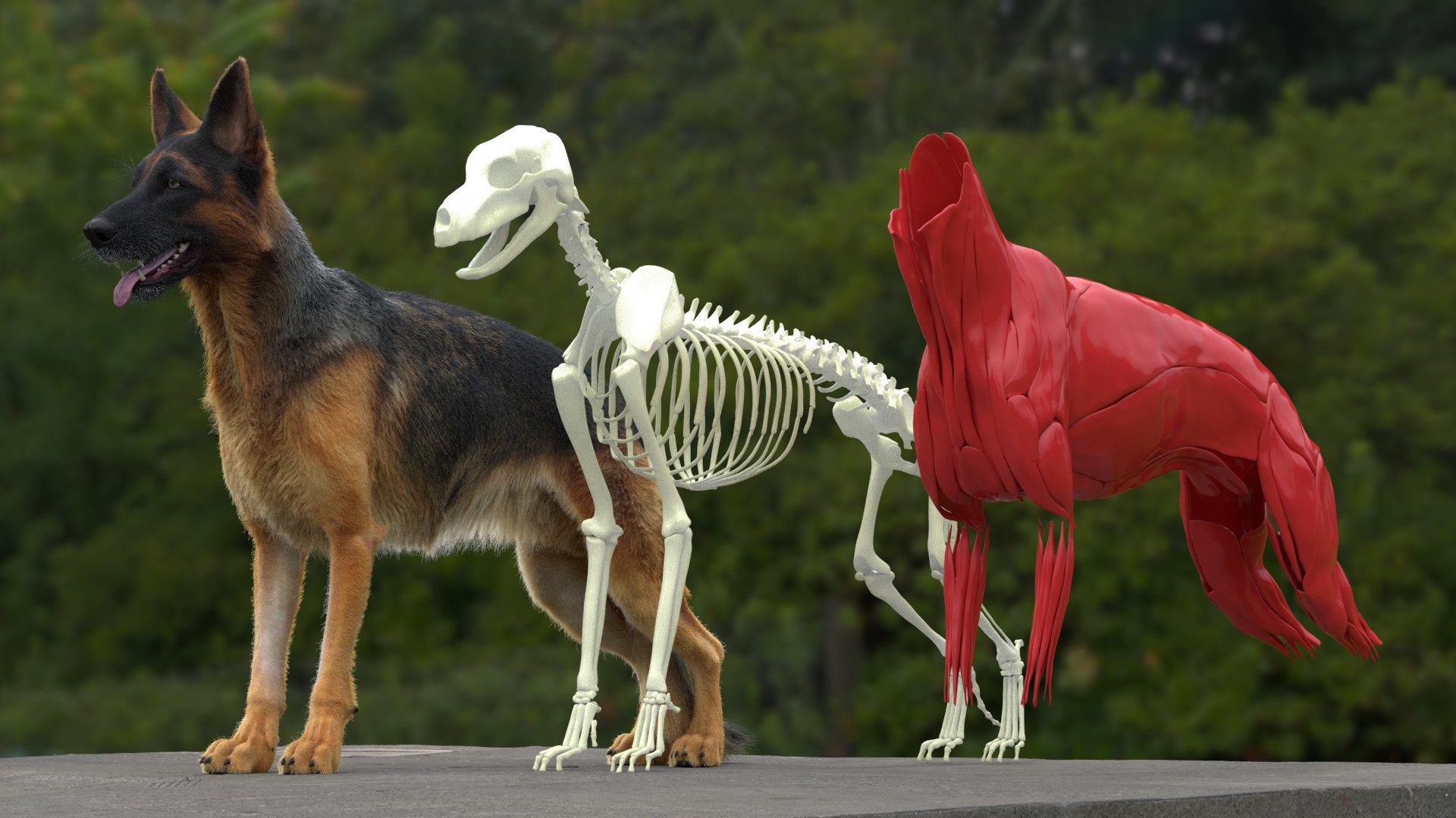 3D German Shepherd Model - TurboSquid 2236802
