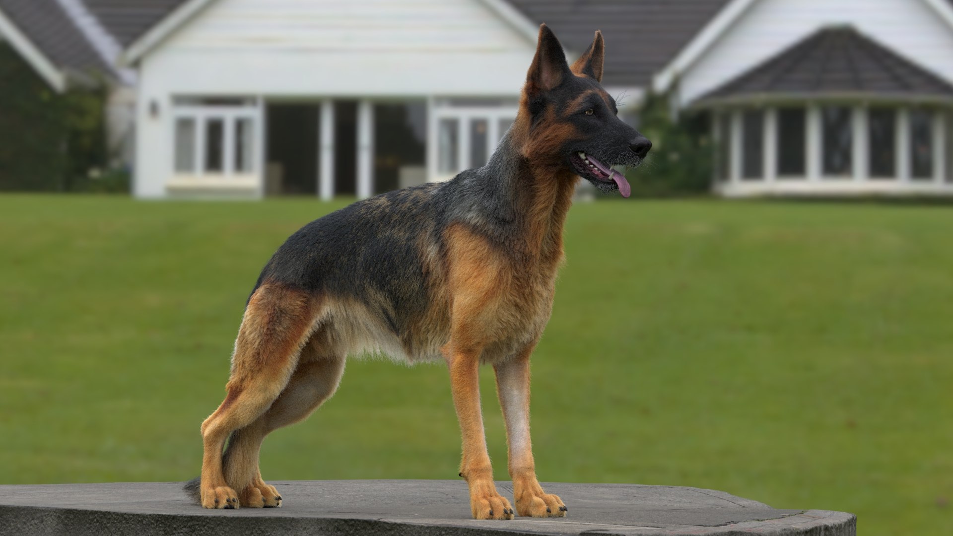 3D German Shepherd Model - TurboSquid 2236802