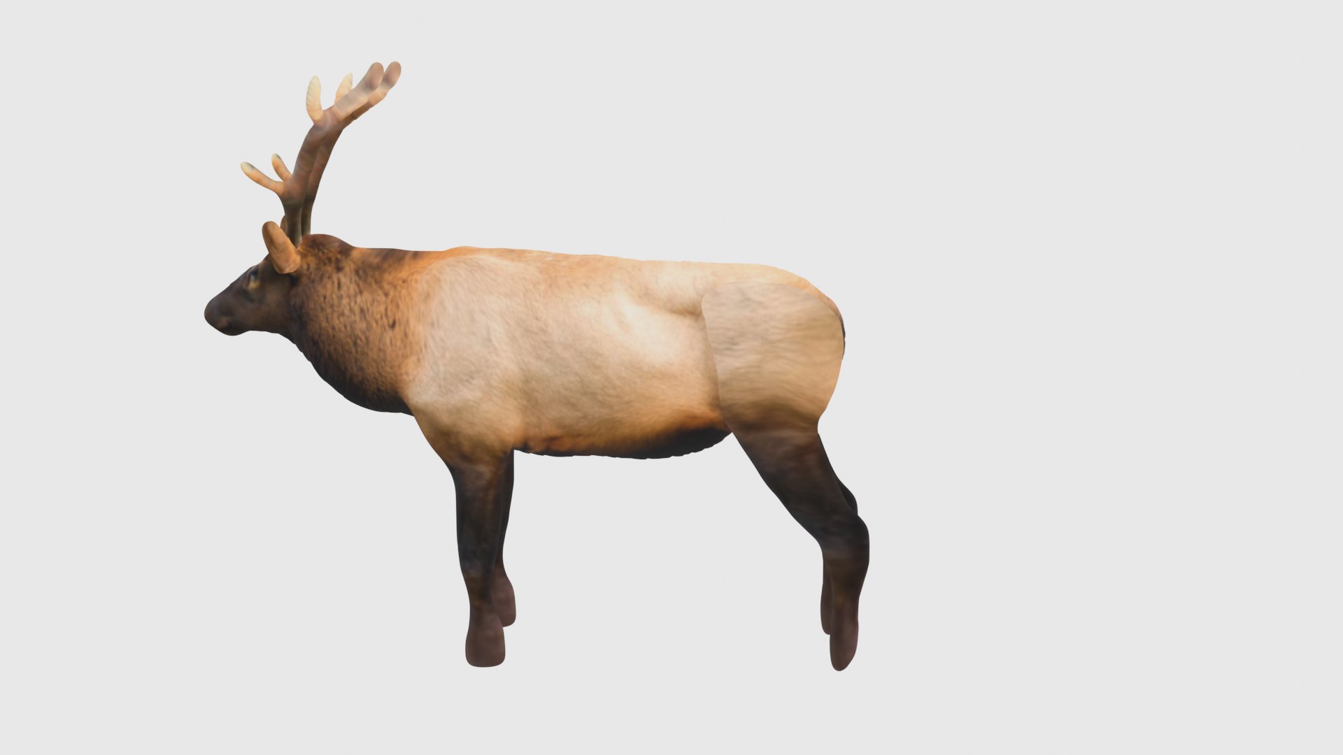 Low Poly Moose Rigged With Realistic Texture Model - TurboSquid 1876145