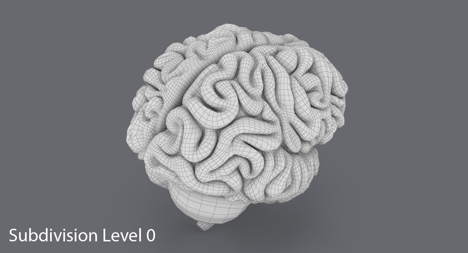 3d Human Brain Model
