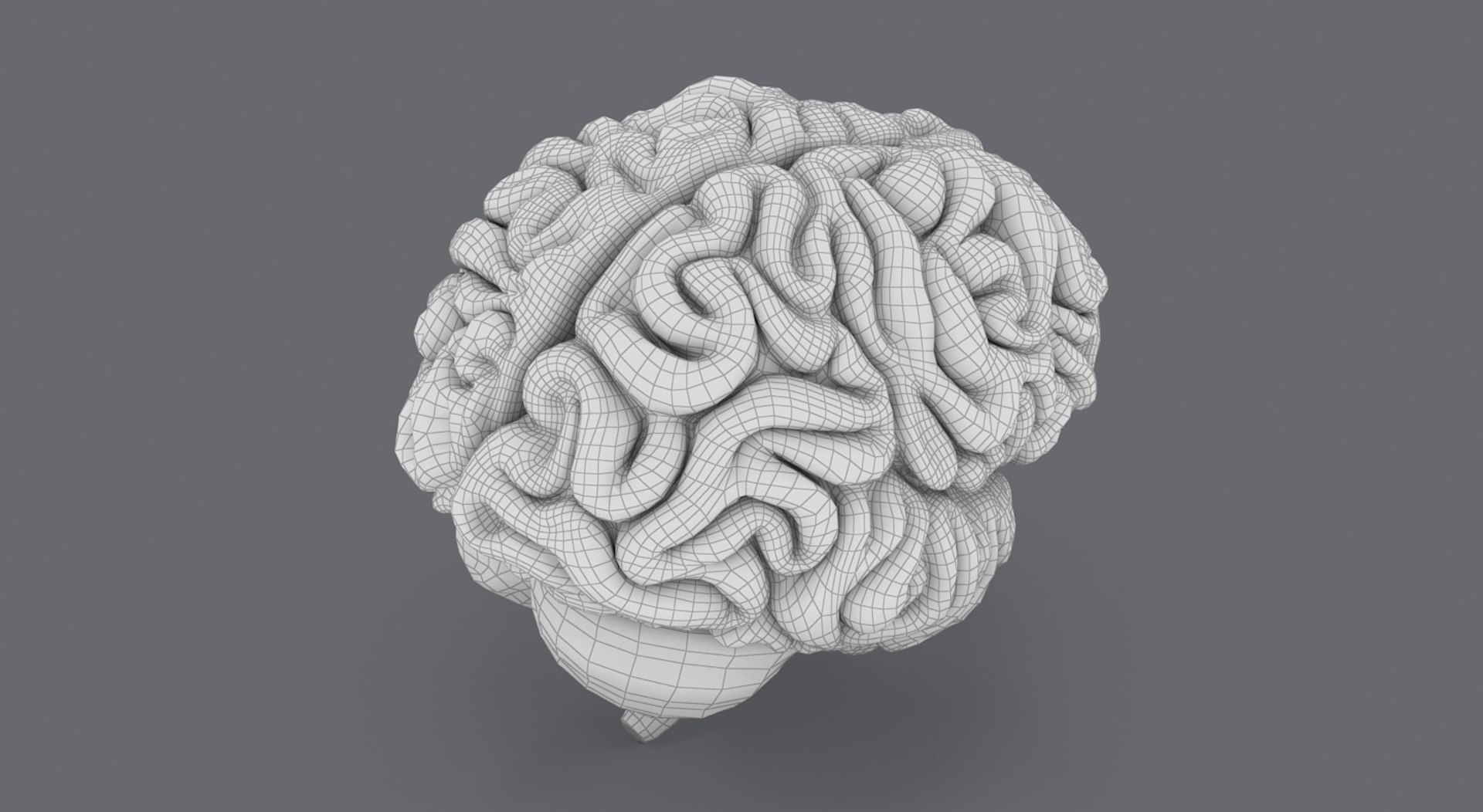 3d Human Brain Model