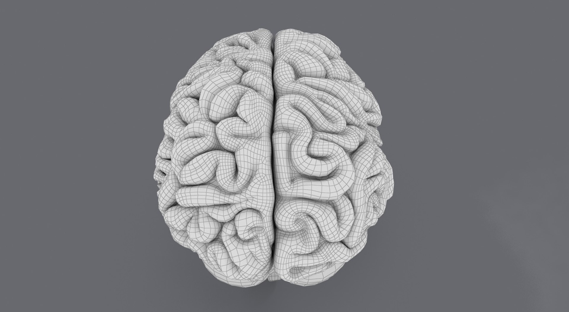 3d Human Brain Model