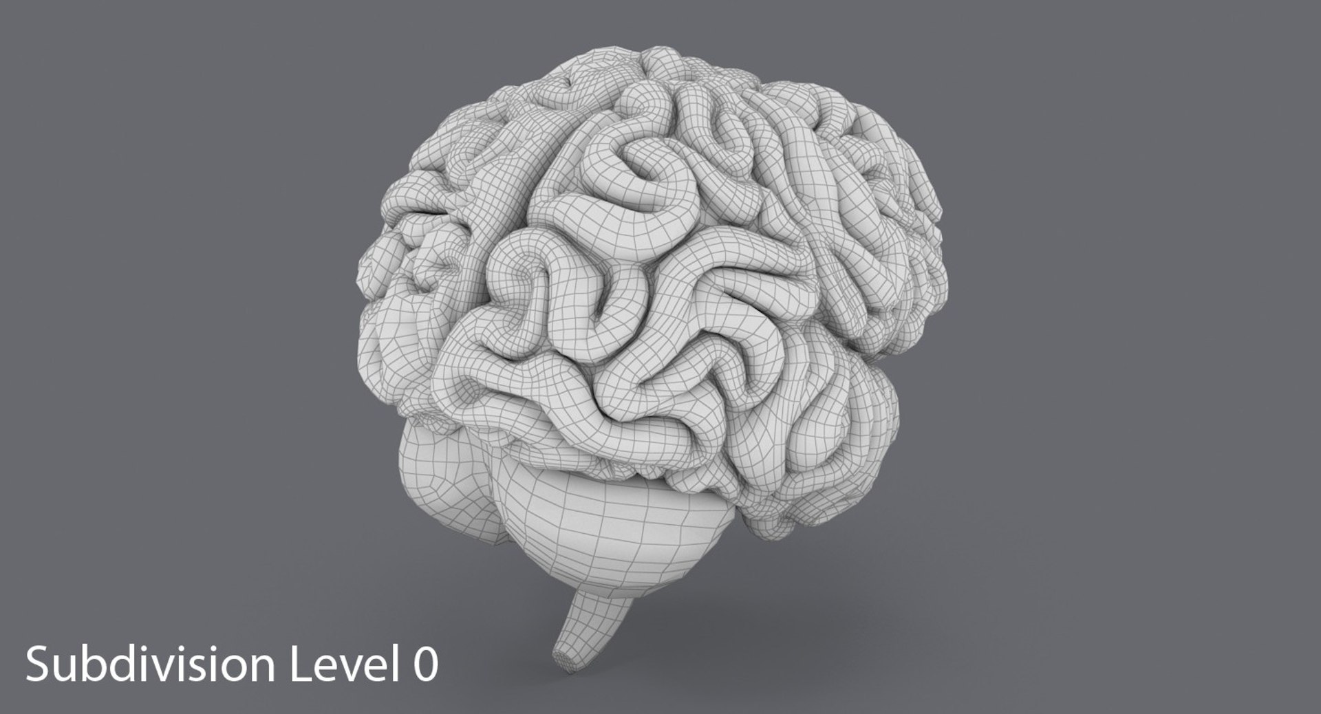 3d Human Brain Model