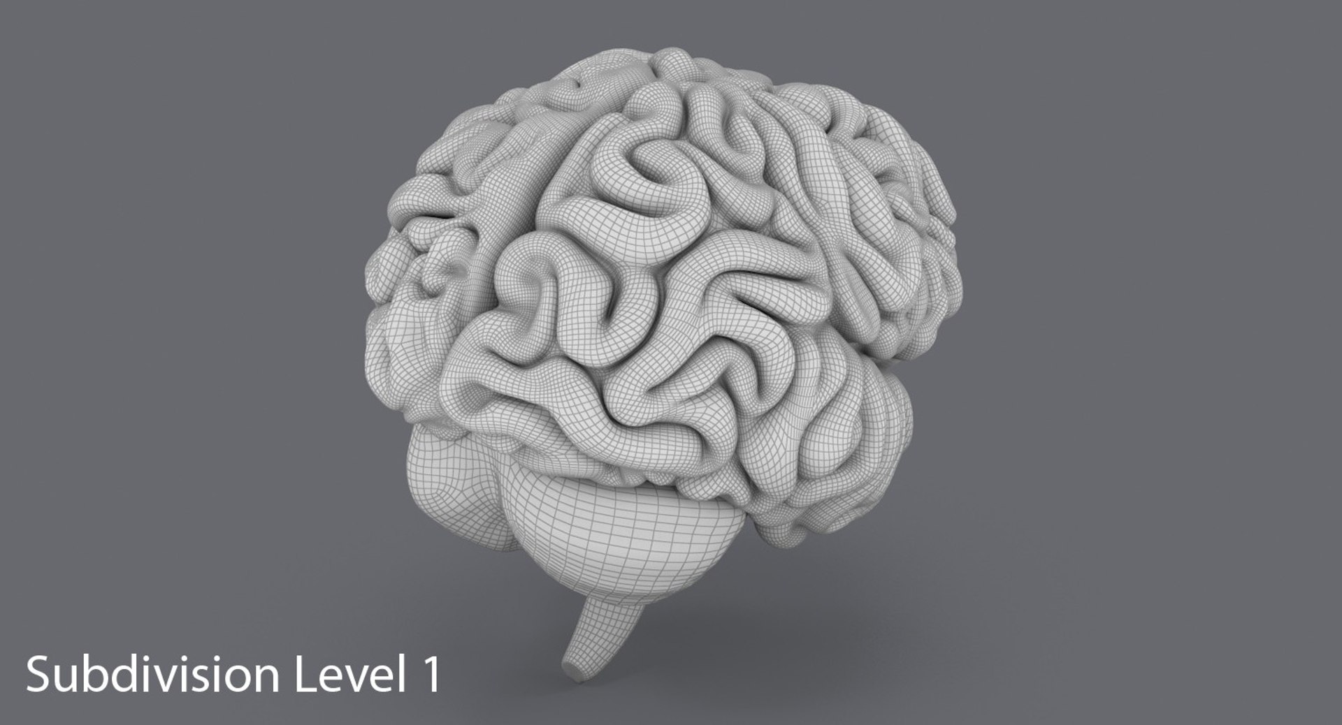 3d Human Brain Model