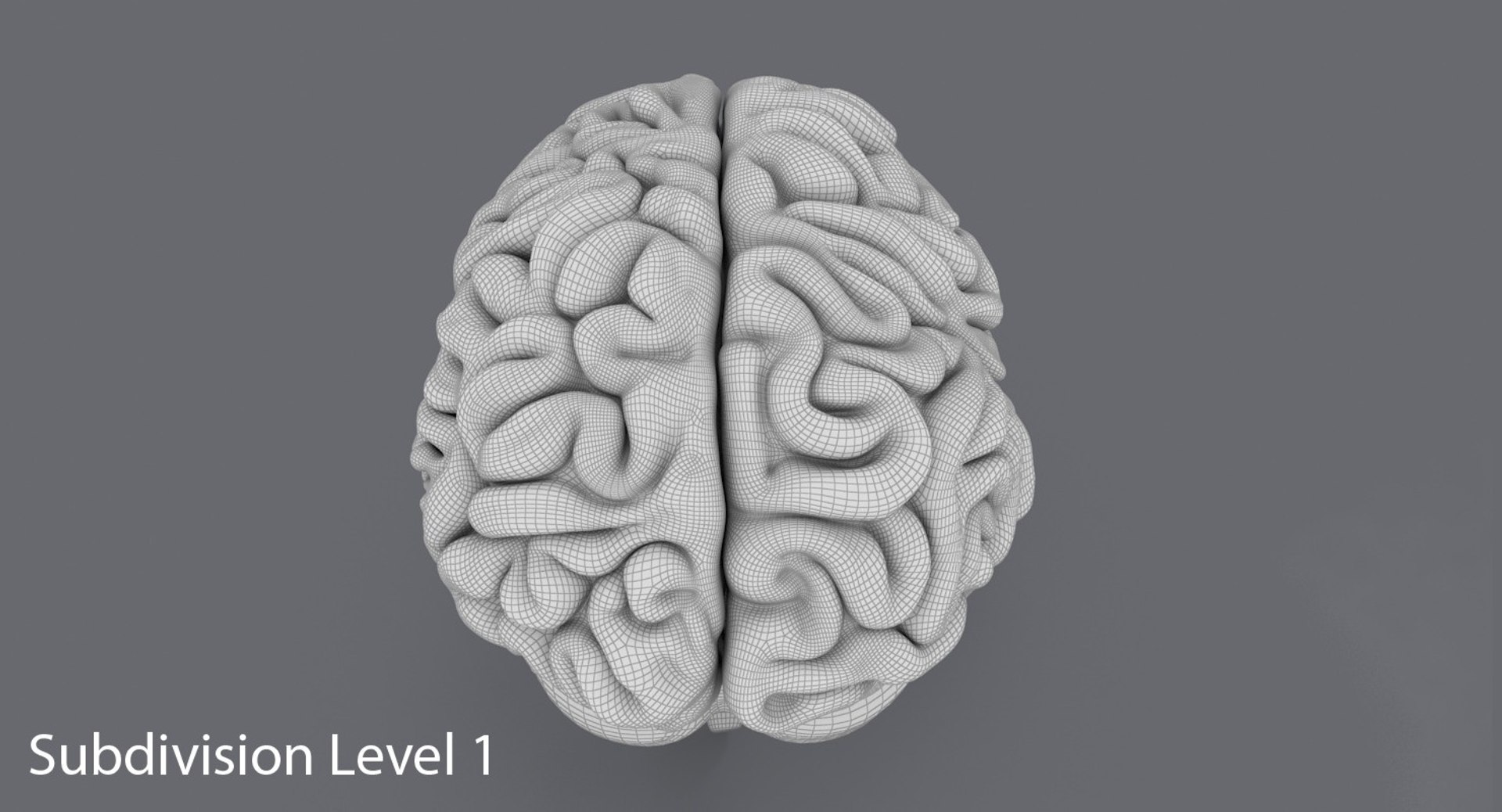 3d Human Brain Model