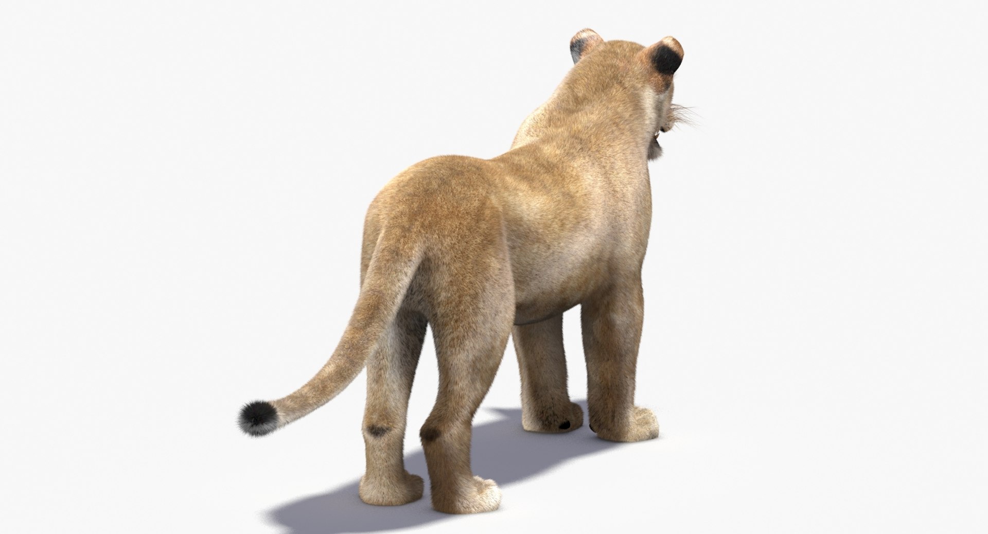 3d Lioness Fur