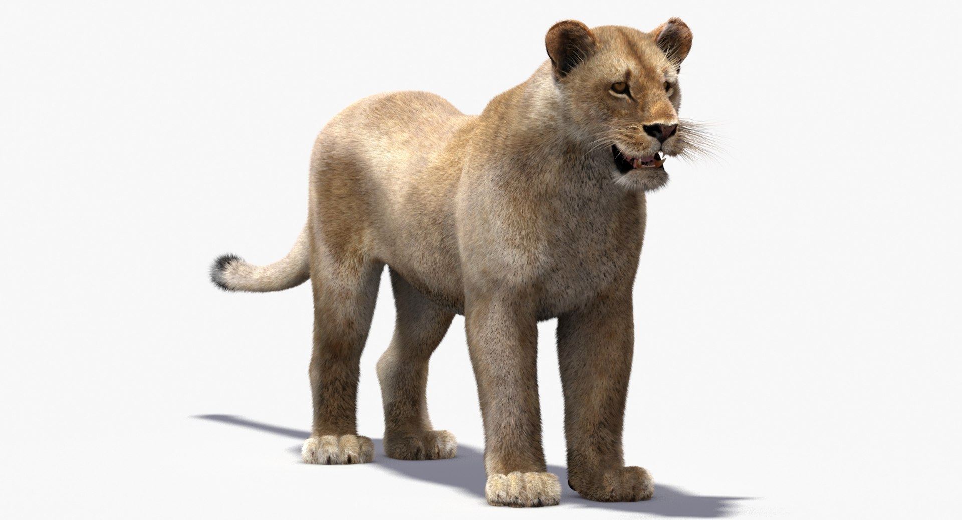 3d lioness fur