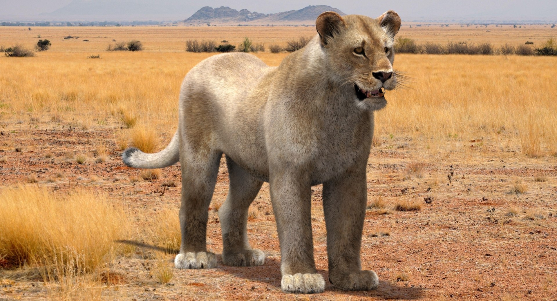 3d Lioness Fur