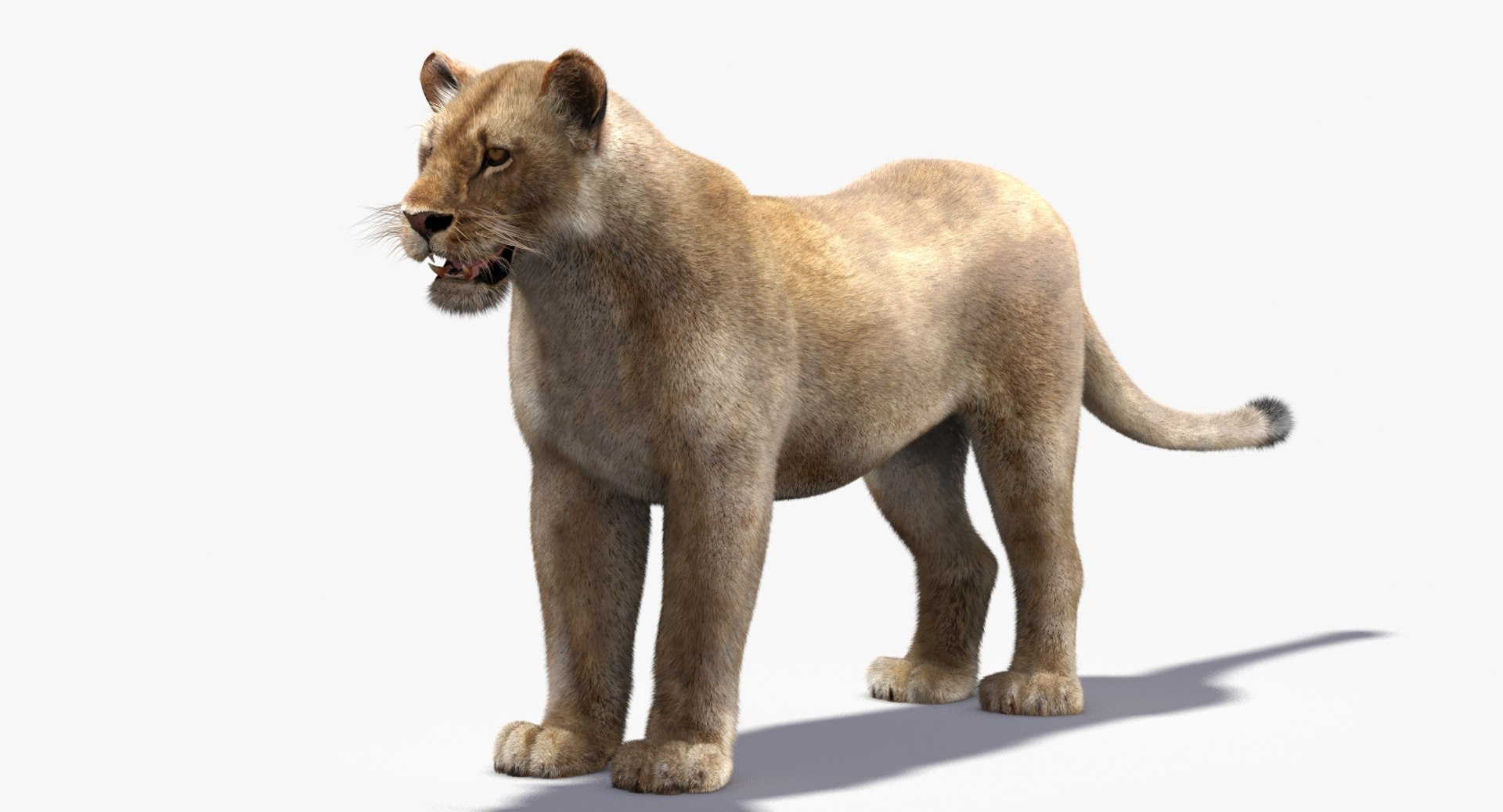 3d Lioness Fur