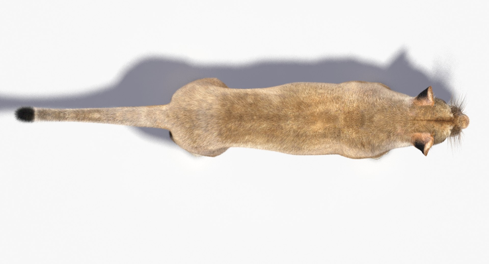3d Lioness Fur