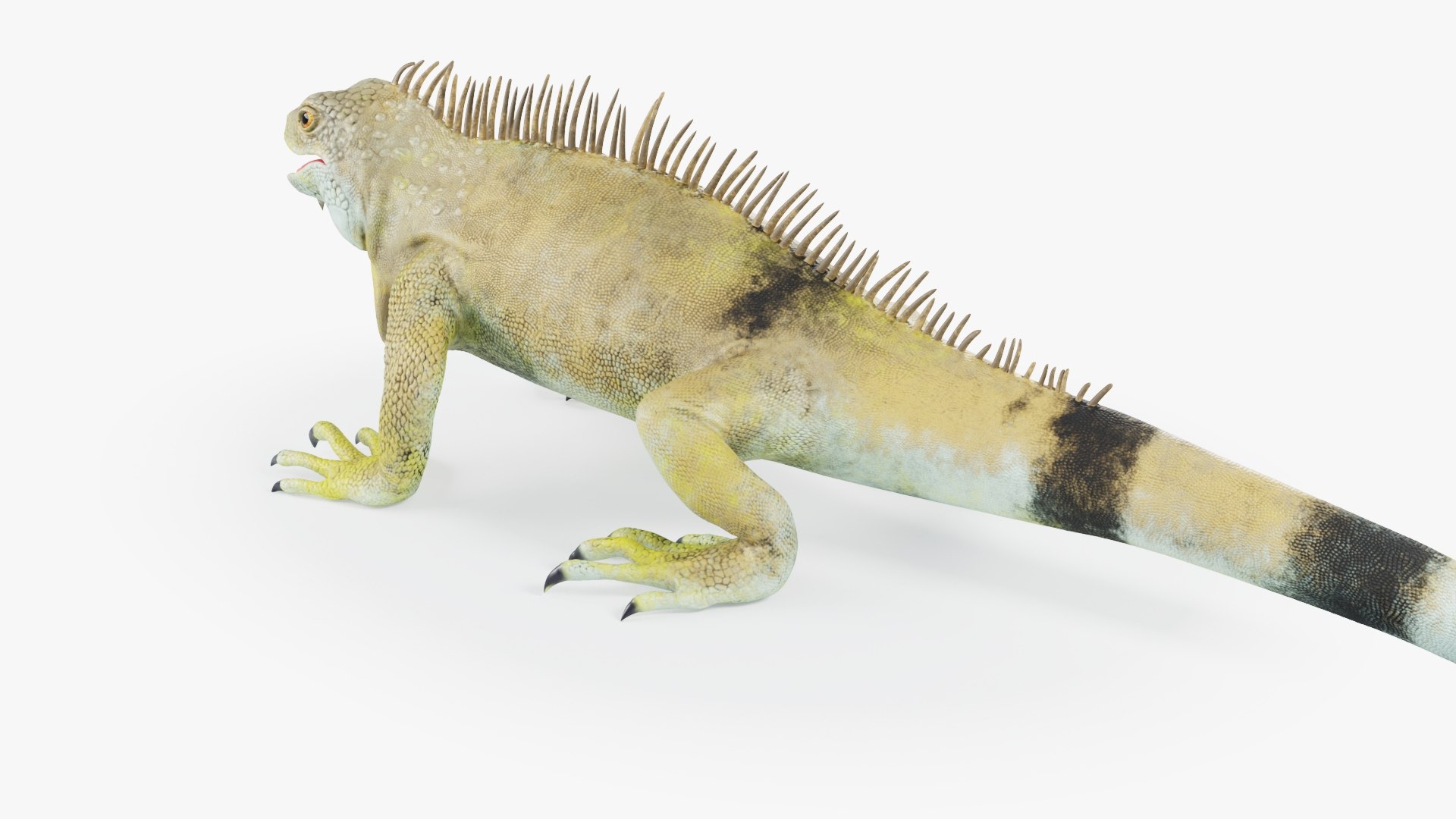 Iguana Model - TurboSquid 1961461