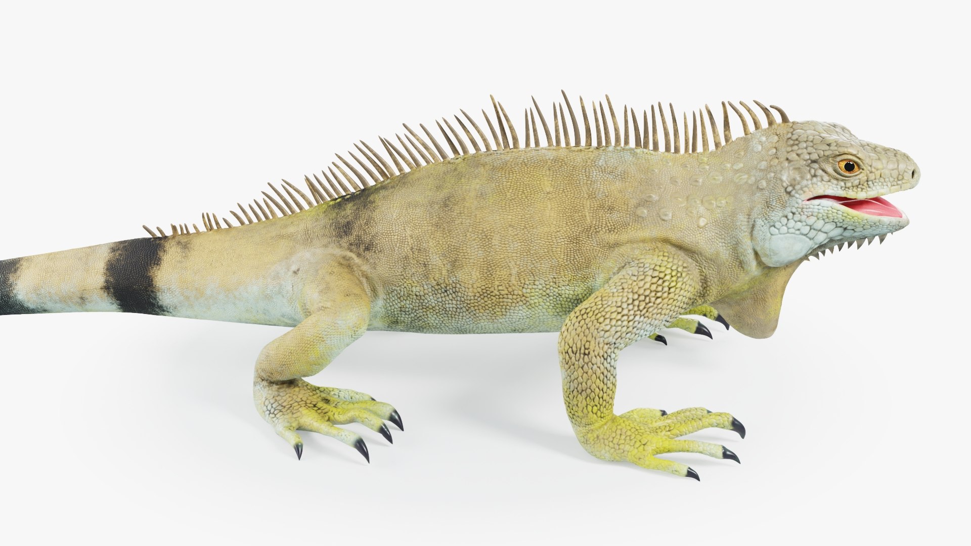 Iguana Model - TurboSquid 1961461