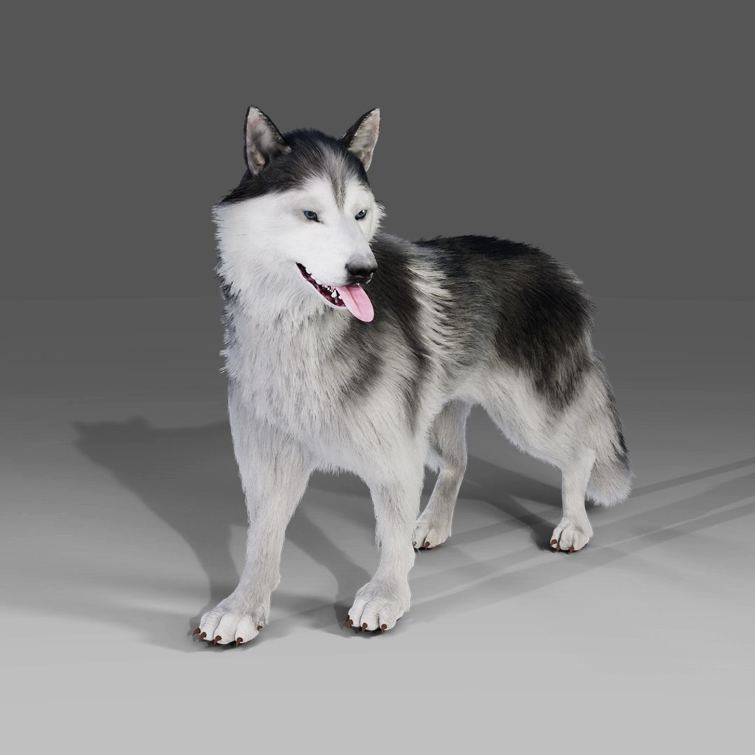 Fur Husky Rigged in Blender 3D - TurboSquid 1984651