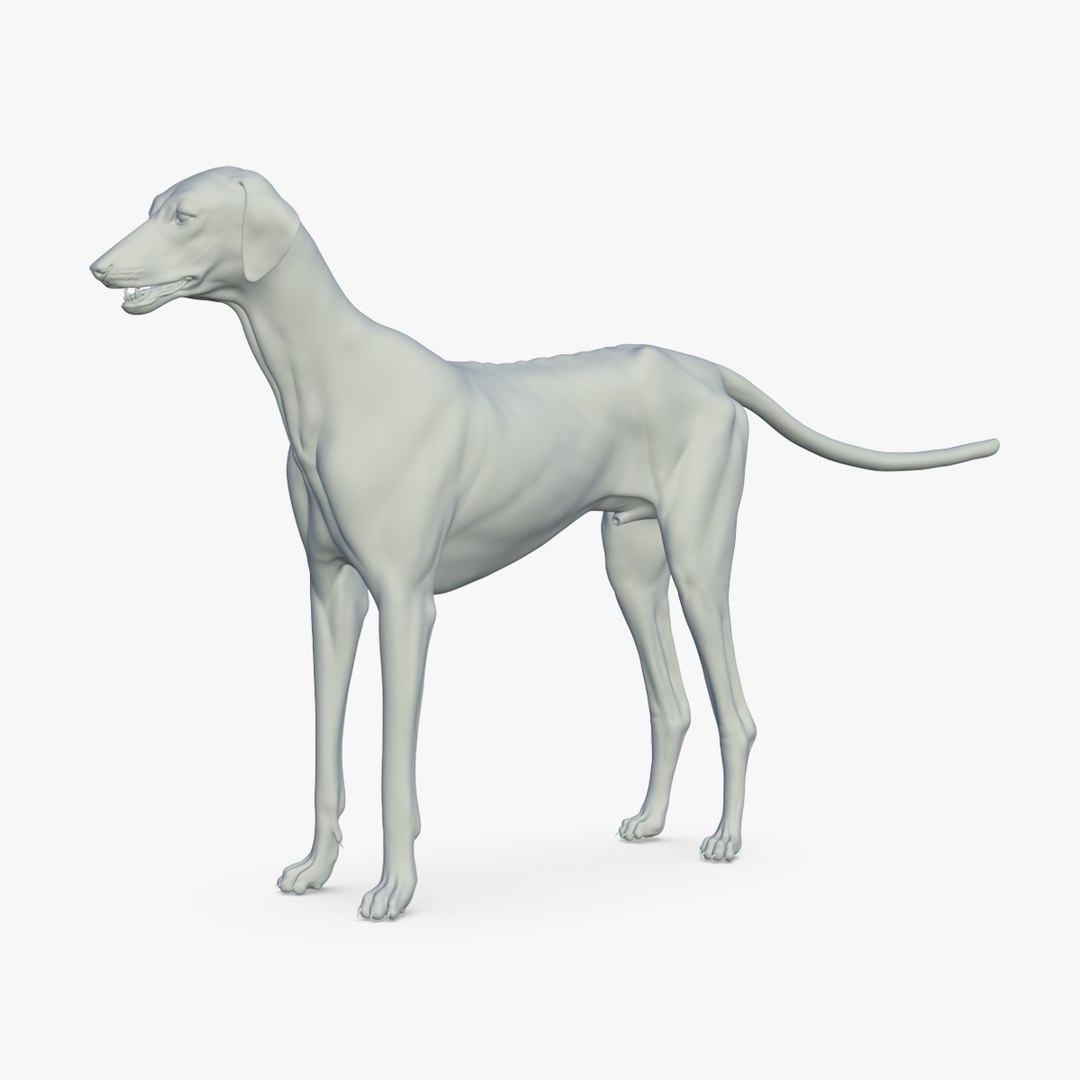 African Hound 3D - TurboSquid 2213991
