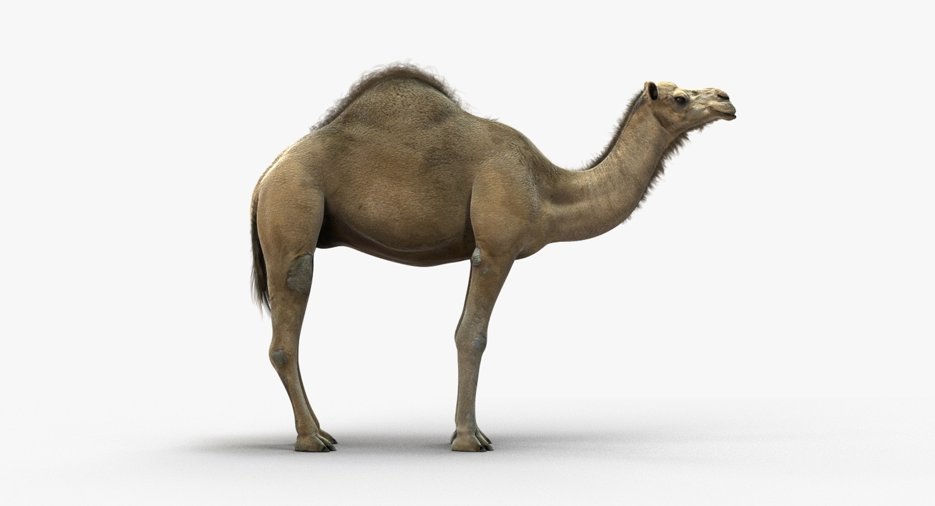 Camel Dromedary Obj