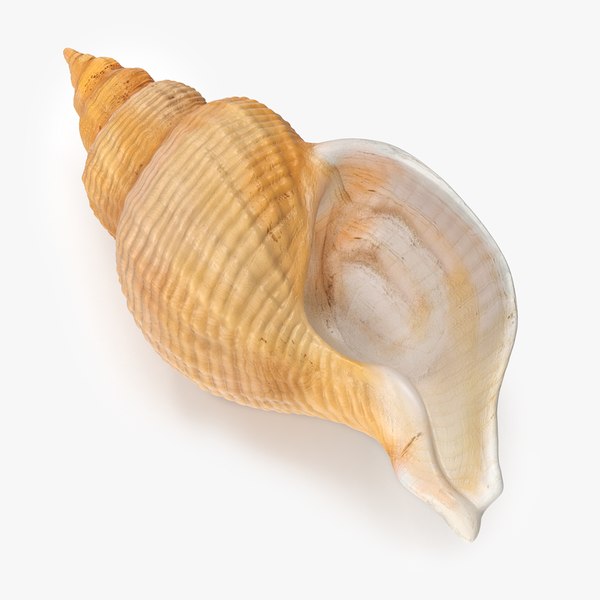 Seashell 3D Models for Download | TurboSquid