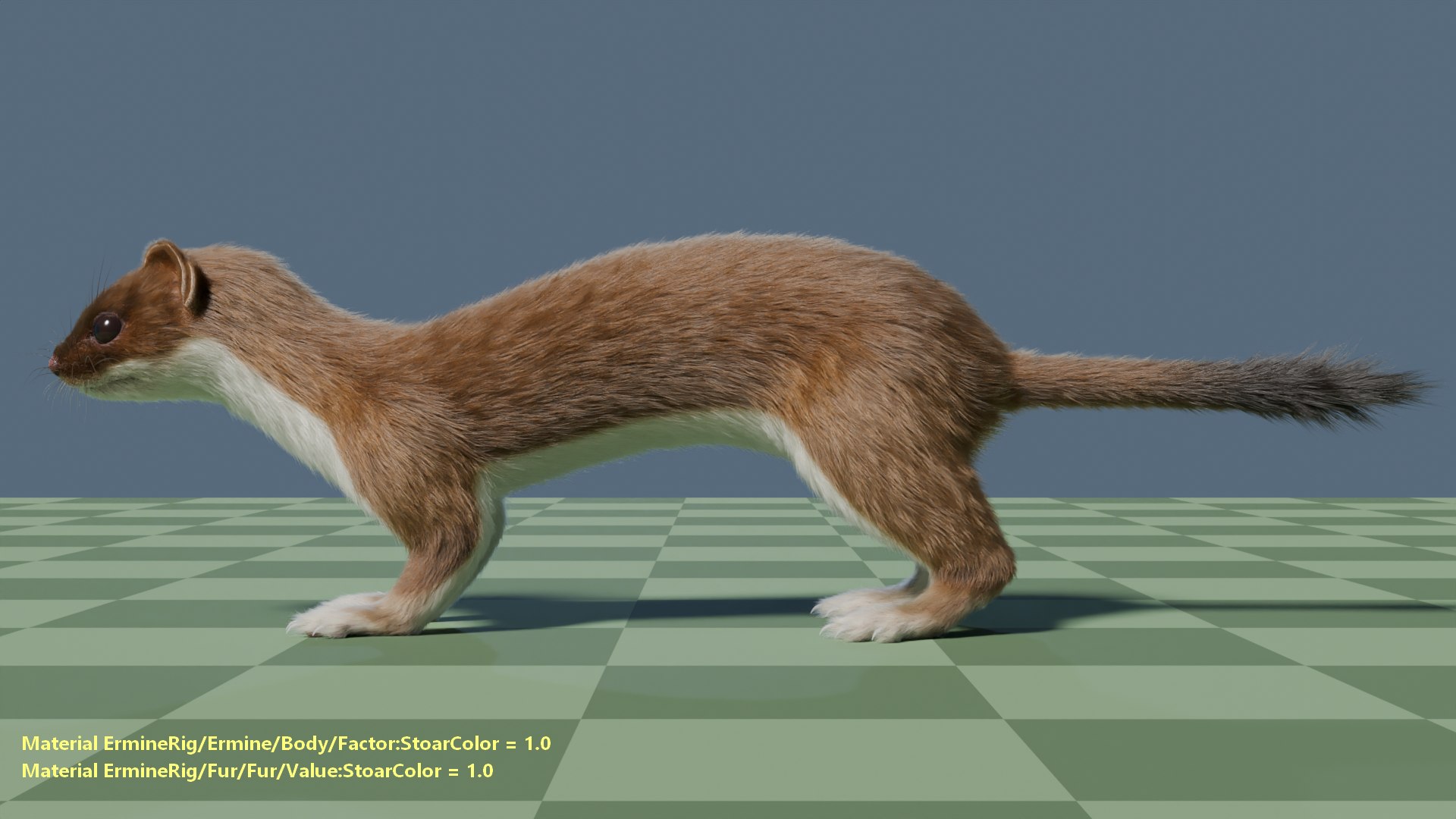 3D Ermine - TurboSquid 2231732
