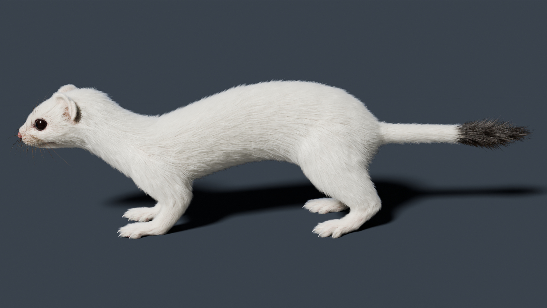 3D Ermine - TurboSquid 2231732