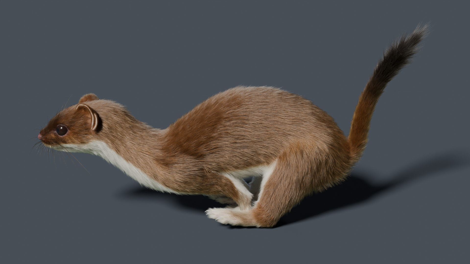 3D Ermine - TurboSquid 2231732