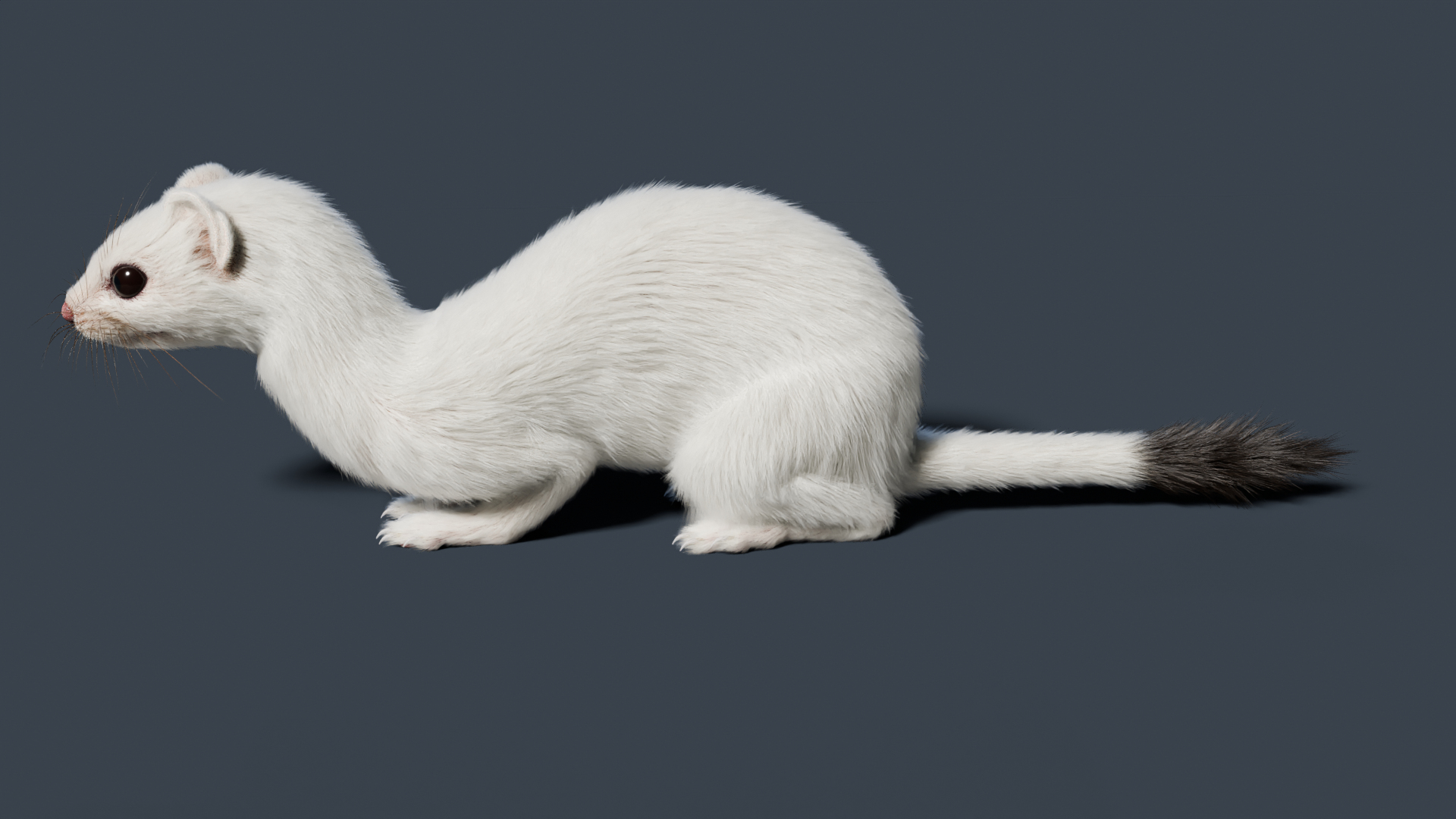 3D Ermine - TurboSquid 2231732