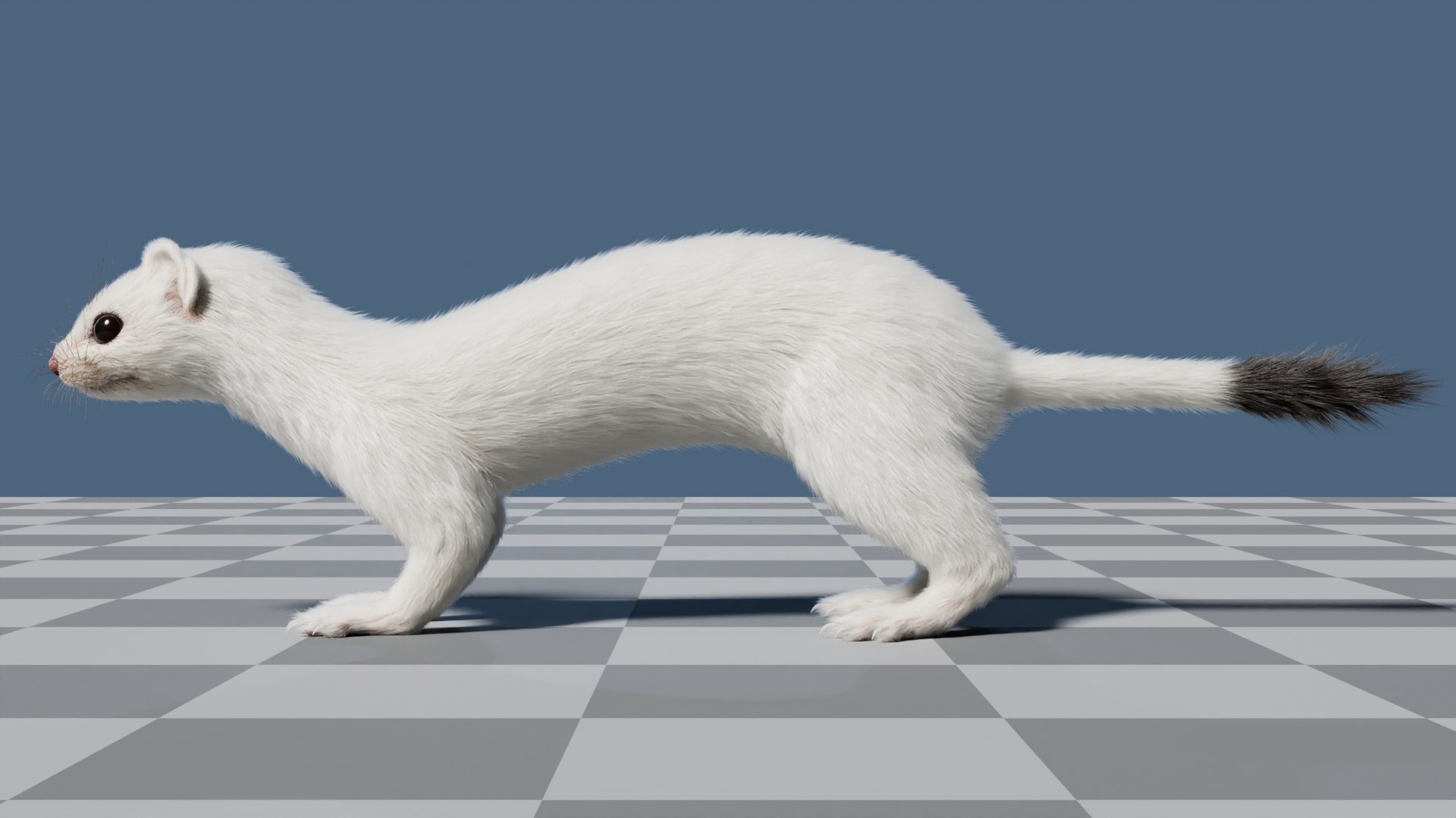 3D Ermine - TurboSquid 2231732