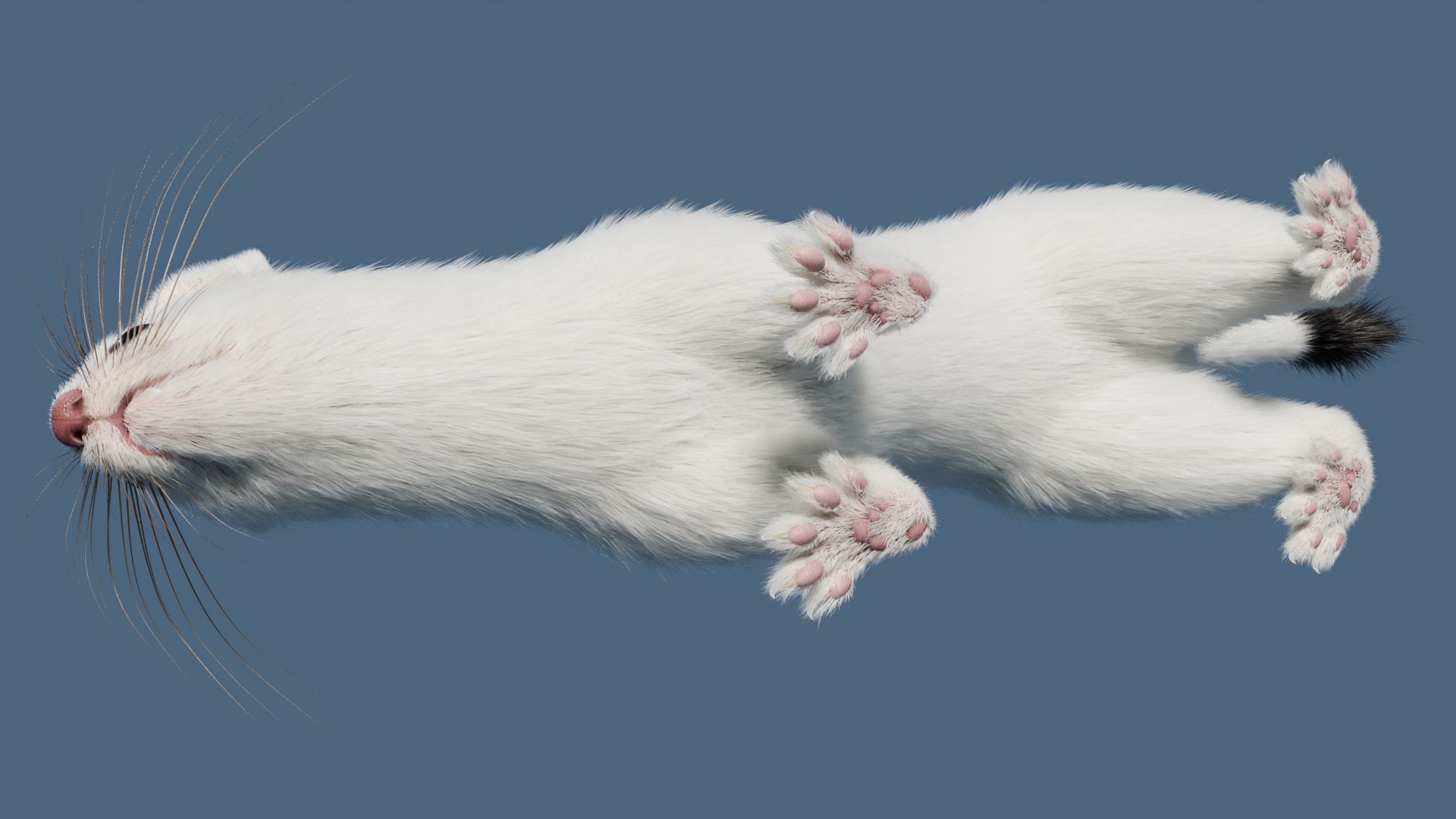 3D Ermine - TurboSquid 2231732