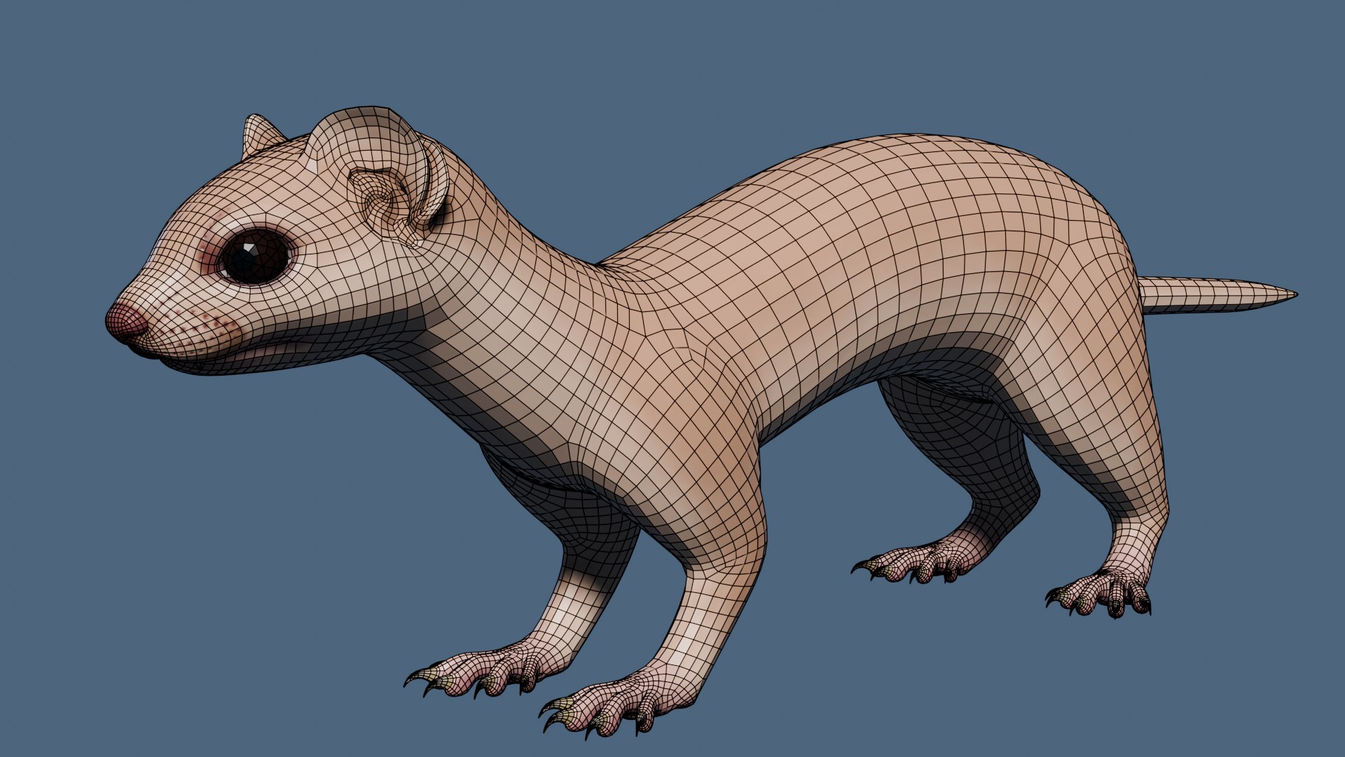 3D Ermine - TurboSquid 2231732