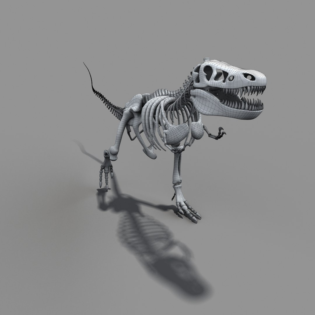 T-rex Skeleton 3d Model