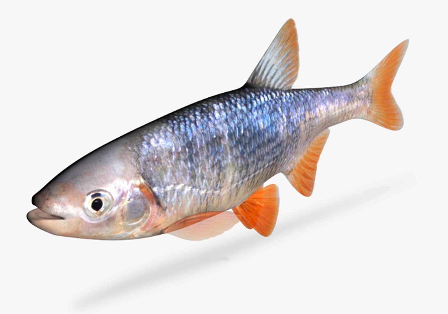 lythrurus umbratilis redfin shiner 3d model