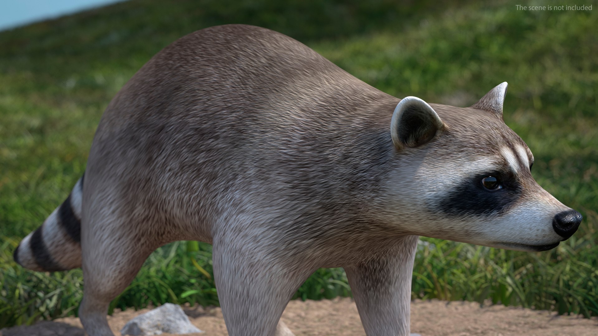 Raccoon Walking Pose Model - TurboSquid 1872964