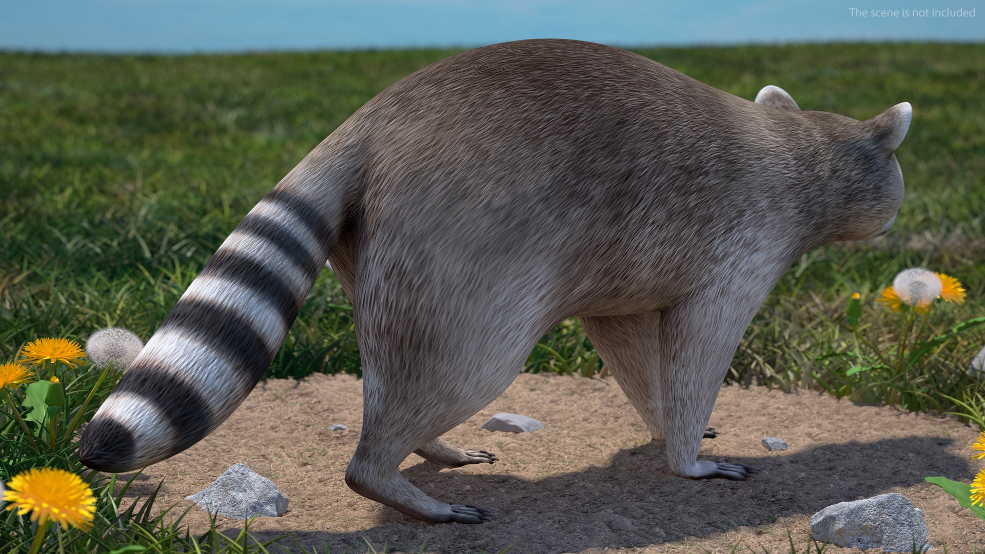 Raccoon Walking Pose Model - TurboSquid 1872964